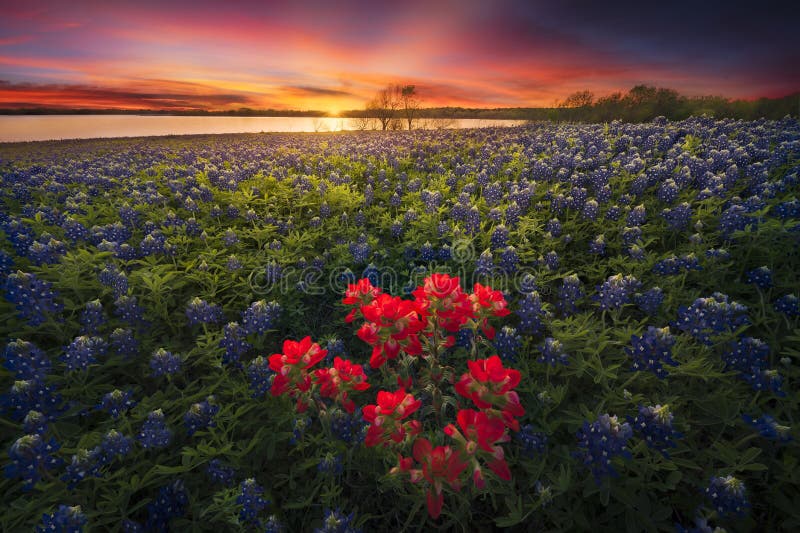 Texas Bluebonnet Sunset stock photo. Image of texas - 115169018