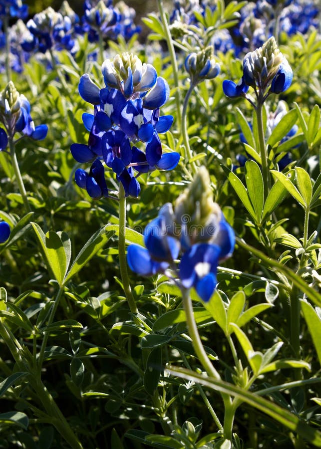 Bluebonnets stock image. Image of colorful, countryside - 2274695