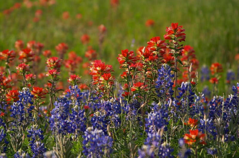 Bluebonnets stock image. Image of growth, country, beauty - 2273049