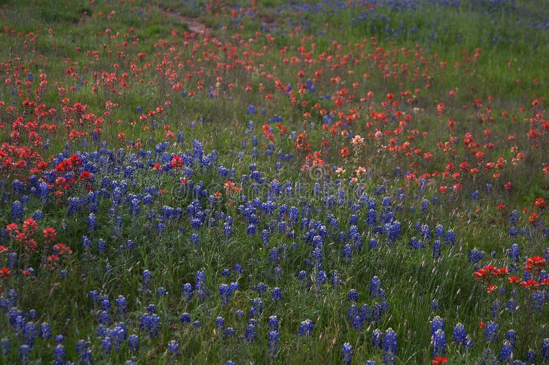 Bluebonnets stock image. Image of growth, country, beauty - 2273049