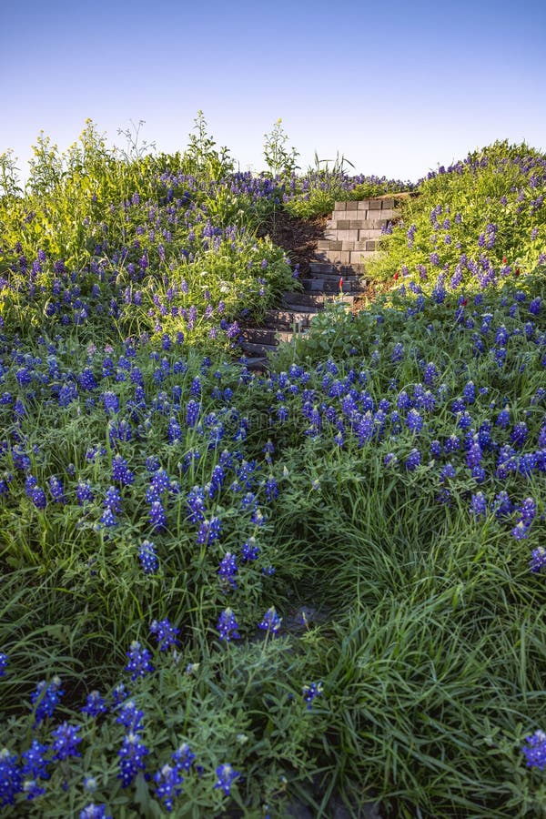 Bluebonnets Along a Stone Pathway Under a Clear Sky. Stock Image ...