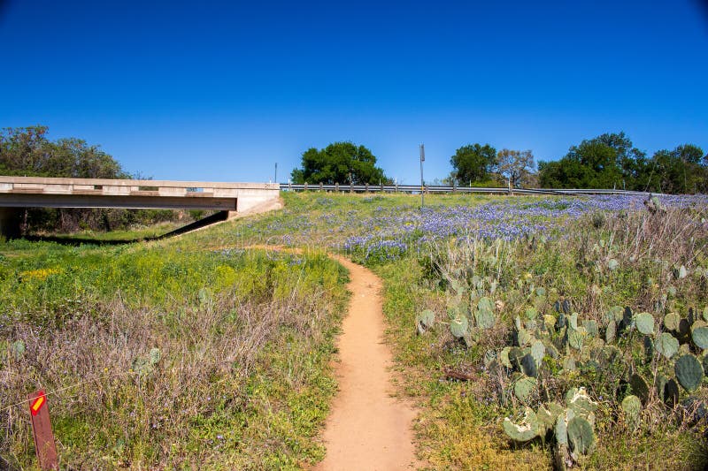 Texas Bluebonnets Near a Highway Stock Image - Image of inks, roadway ...
