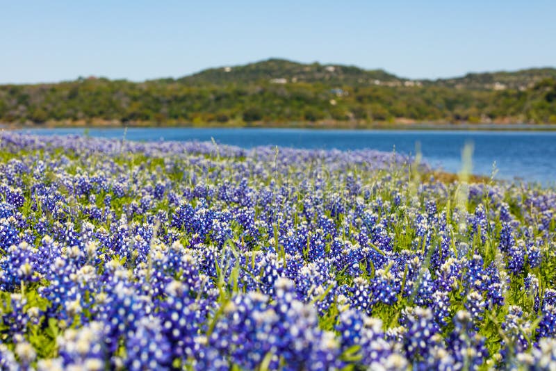 Bluebonnets stock image. Image of flowers, beautiful - 71890987