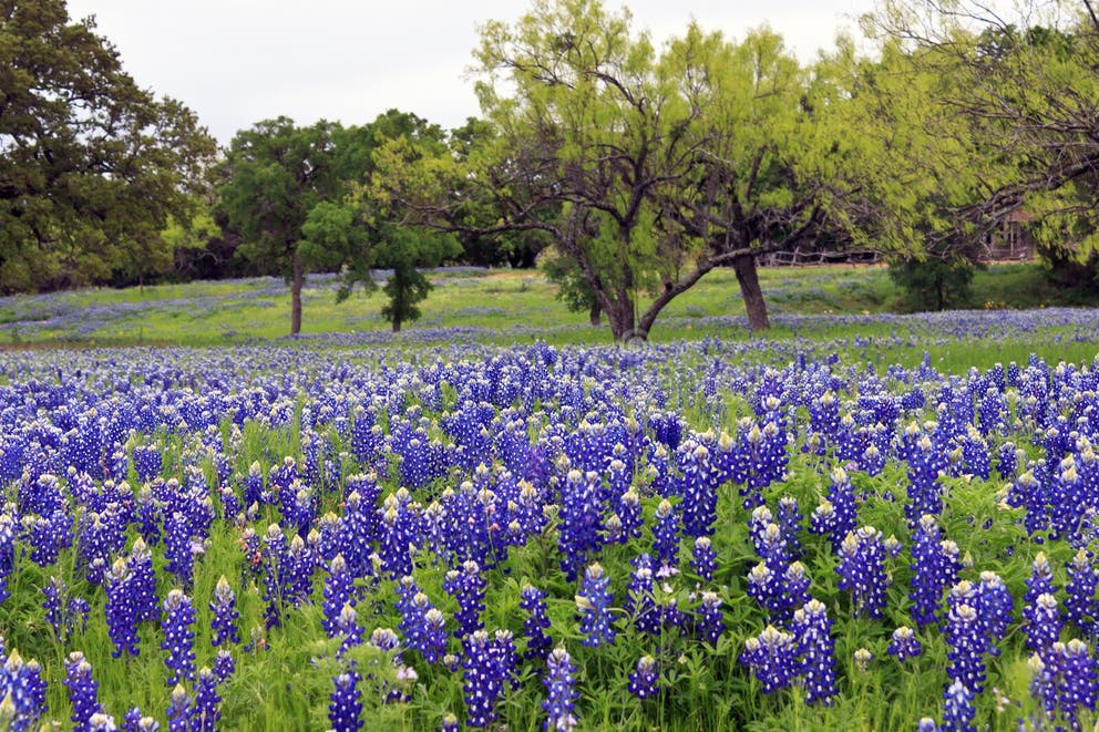 Bluebonnets en una ladera imagen de archivo. Imagen de mesquita - 23332839