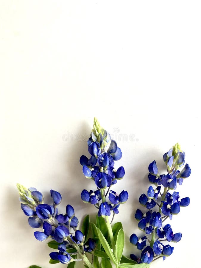 Bluebonnet Leaves Isolated Stock Photos - Free & Royalty-Free Stock ...