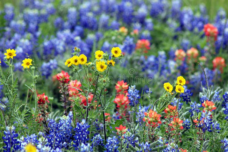Texas Bluebonnets in Spring Stock Photo - Image of scenery, vista: 32257930