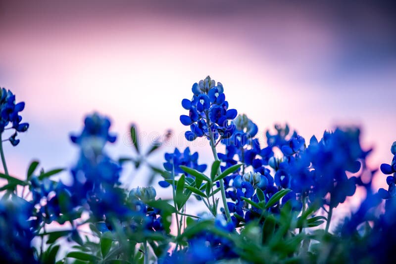 Bluebonnets with Sunset in Background Stock Photo - Image of hill ...