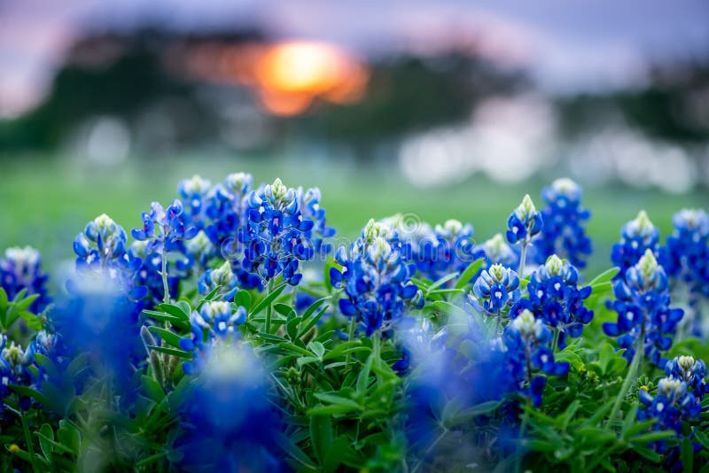 Sky Ground Texas Bluebonnets Stock Photos - Free & Royalty-Free Stock ...