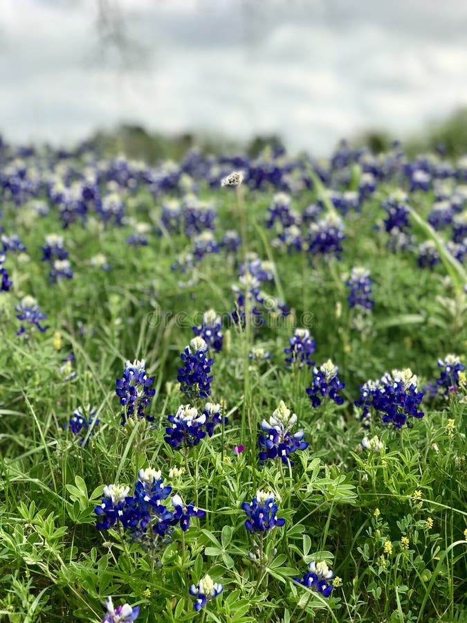 Bluebonnets stock photo. Image of spring, bloom, outdoor - 114814710