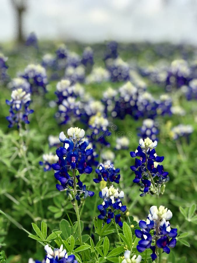 Bluebonnets stock photo. Image of spring, bloom, outdoor - 114814710