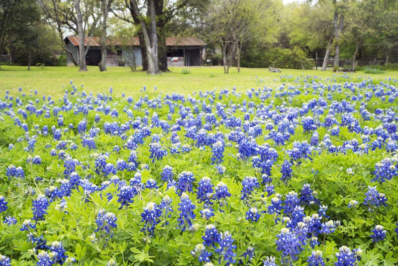 Bluebonnets in Texas Hill Country Stock Photo - Image of flowers, horns ...