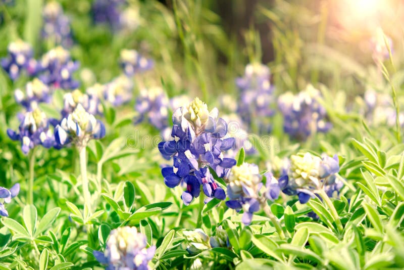 Bluebonnets in Texas Nature Stock Image - Image of plants, summer ...