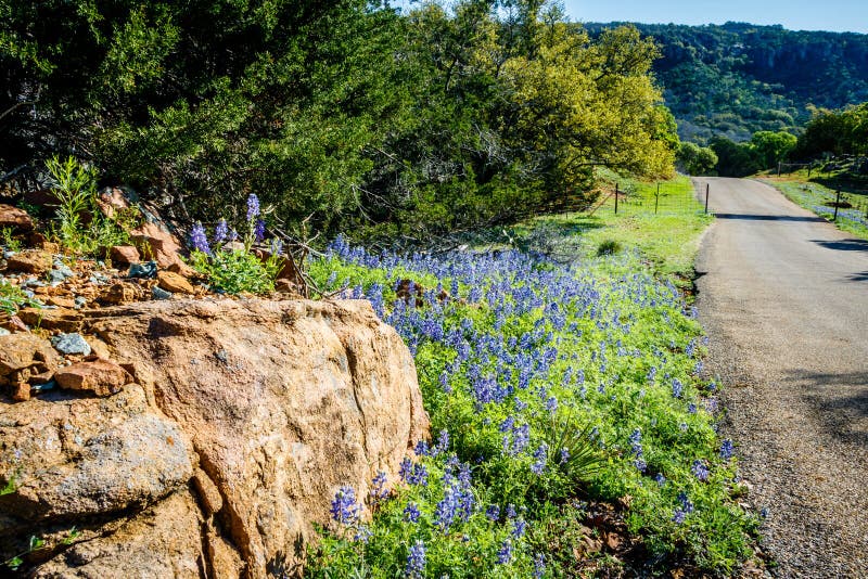 Bluebonnets on the Willow City Loop Stock Image - Image of iron ...