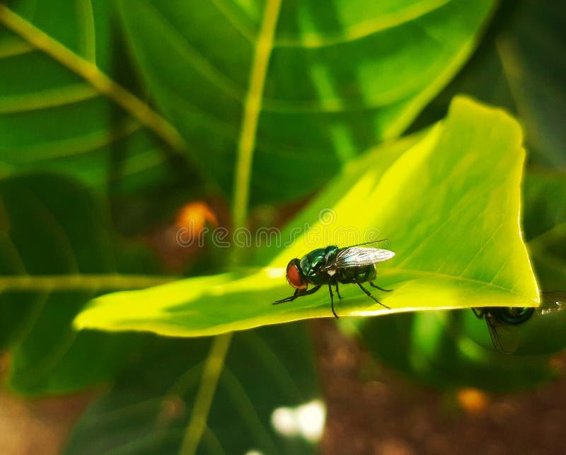 Bluebottle Alight on Leaves Stock Image - Image of alight, animal ...