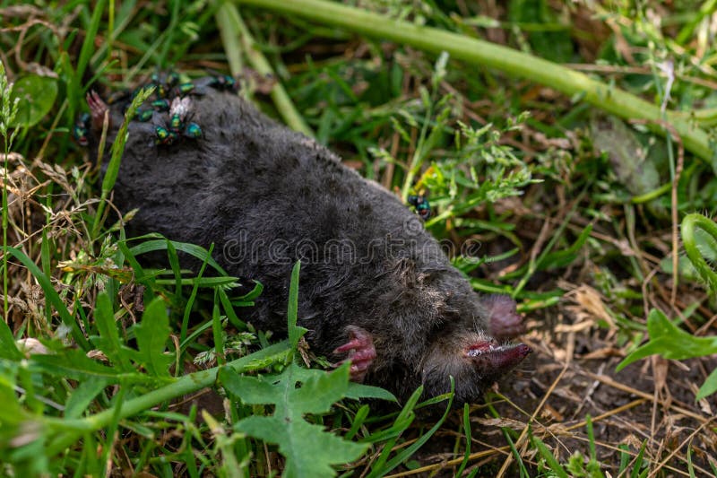 Bluebottle Flies Laying Eggs on a Dead Mole Stock Image - Image of ...
