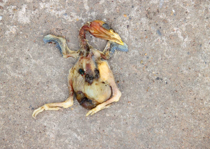 Bluebottle Fly on Carcass of Dead Chicken Stock Image - Image of ...