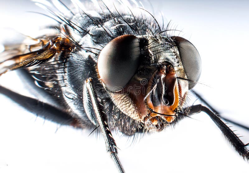 Bluebottle fly macro stock photo. Image of closeup, macro - 78909376