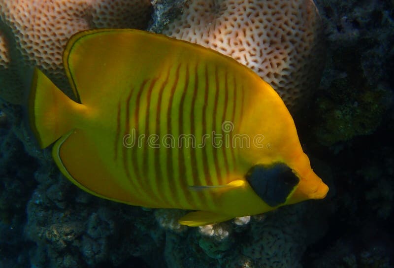 Bluecheek Butterflyfish, Chaetodon Semilarvatus Stock Photo - Image of ...