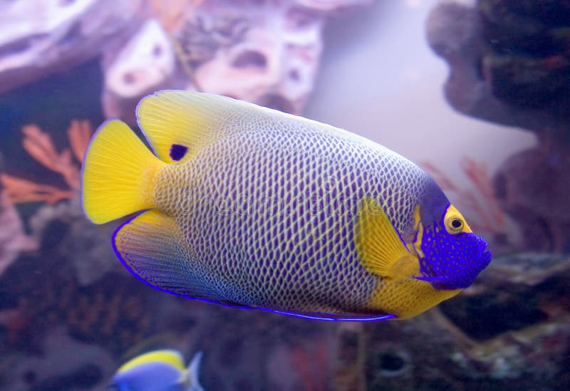 Blueface Angelfish stock photo. Image of travel, blueface - 71487476