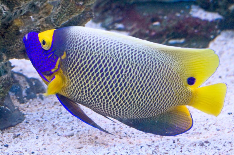 Blueface Angelfish, Pomacanthus Xanthometopon Stock Photo - Image of ...