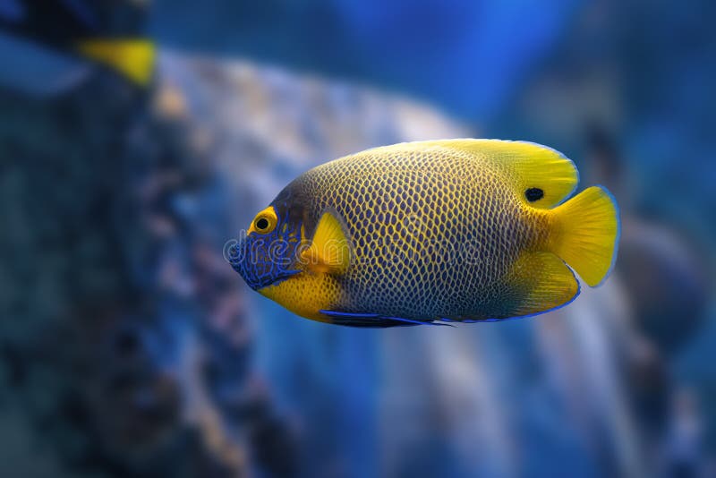 Blueface Angelfish - Marine Fish Stock Image - Image of ...
