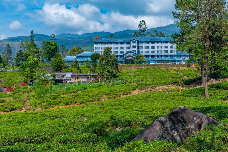 Bluefield Tea Factory at Sri Lanka Stock Image - Image of estate, green ...