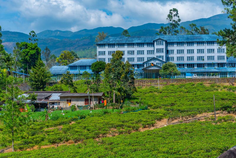 Bluefield Tea Factory at Sri Lanka Stock Image - Image of panorama ...