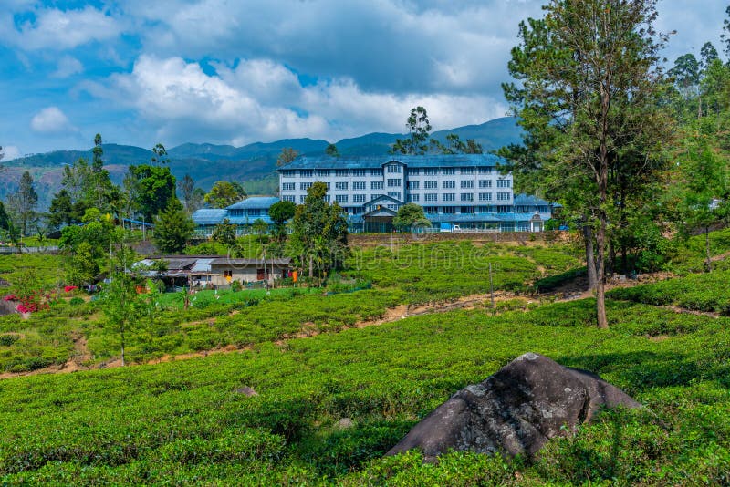 Bluefield Tea Factory at Sri Lanka Stock Photo - Image of culture, tree ...
