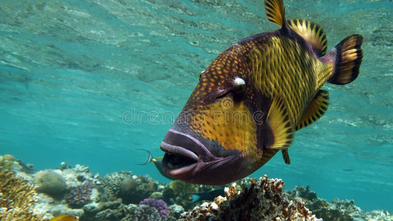 Bluefin Balistod or Titan Triggerfish. Stock Photo - Image of lives ...