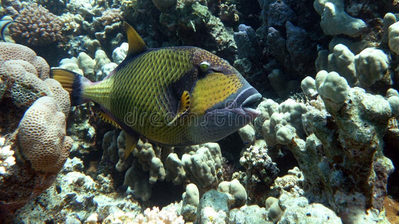 Bluefin Balistod or Titan Triggerfish. Stock Photo - Image of wild, family: 259994402