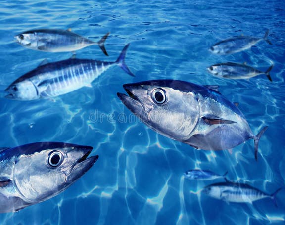 Bluefin Tuna Fish School Underwater Stock Image - Image of school ...