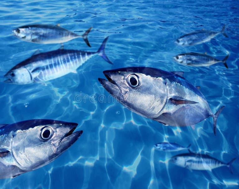 Bluefin Tuna Fish School Underwater Stock Image - Image of school ...