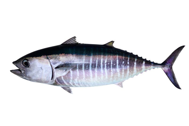 Catching Bluefin Tuna Stock Photos - Free & Royalty-Free Stock Photos ...