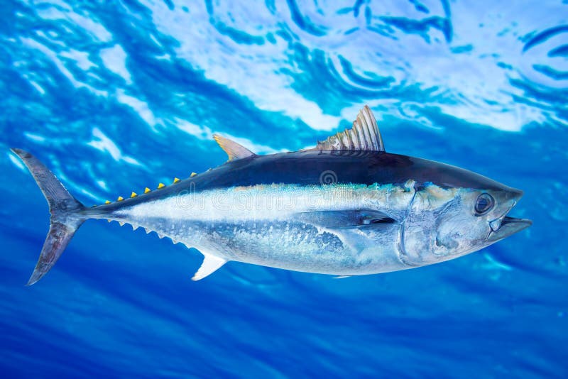 Bluefin Tuna Thunnus Thynnus Saltwater Fish Stock Image - Image of ...