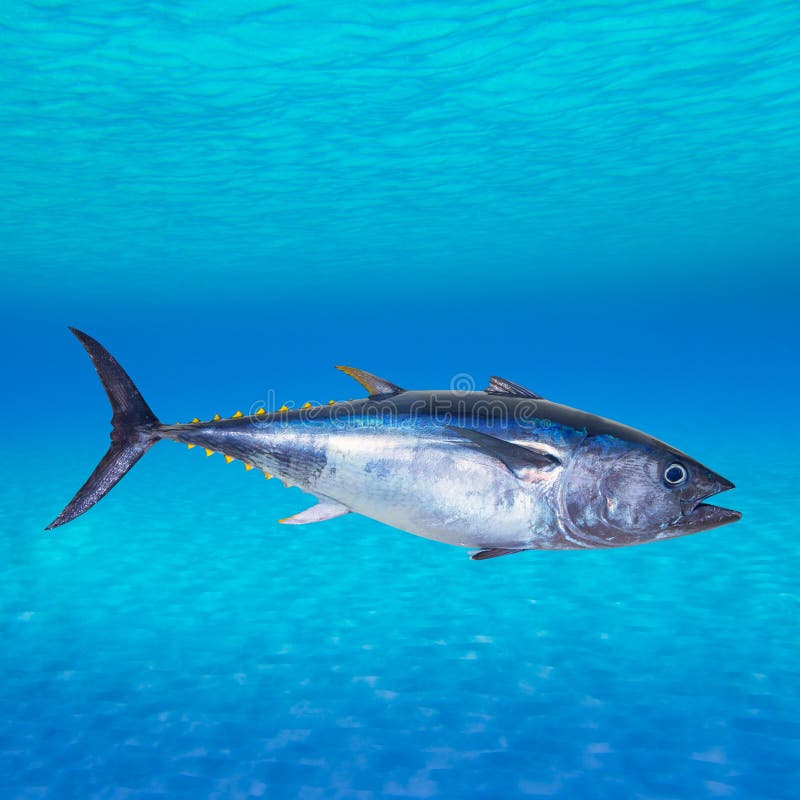 Tuna Underwater
