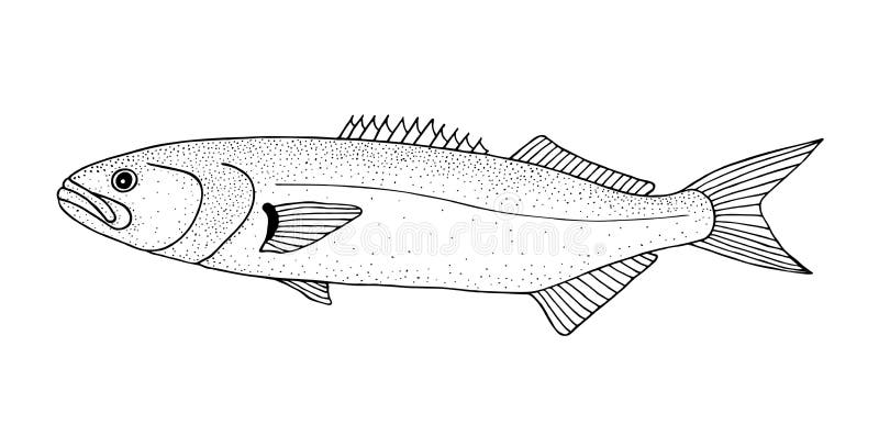 Bluefish Stock Illustrations – 166 Bluefish Stock Illustrations ...