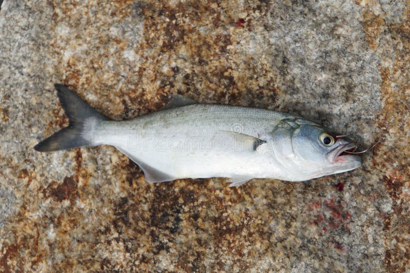 A Bluefish on a Fishing Hook by a Rock Stock Image - Image of closeup ...