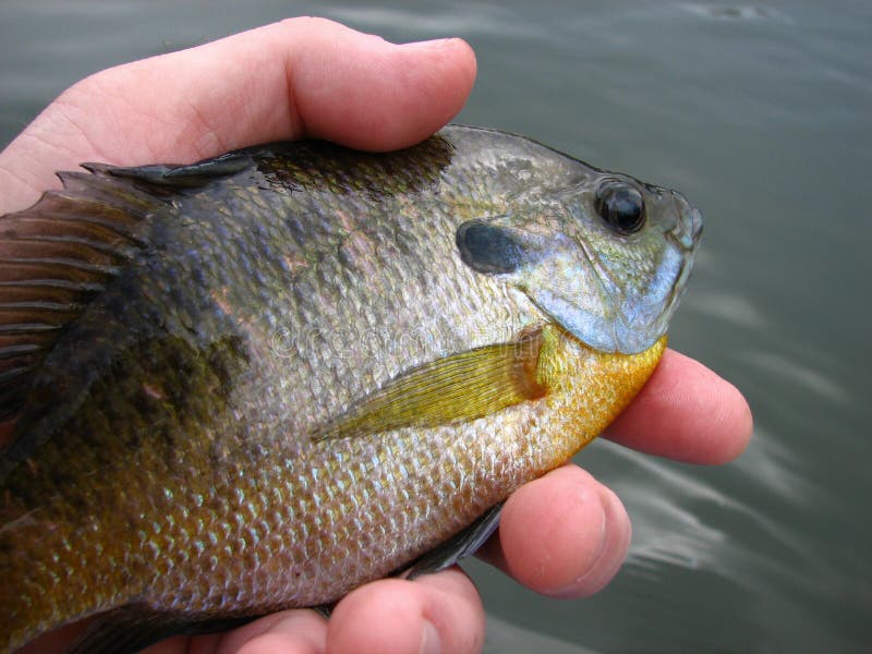 Bluegill Sunfish (Lepomis Macrochirus) Stock Image - Image of panfish ...