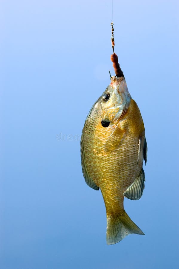 Bluegill Sunfish stock image. Image of macrochirus, panfish - 42227979