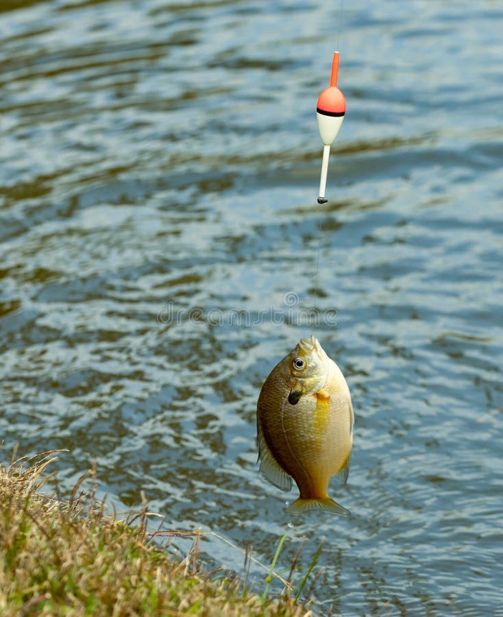 Fish Caught on Hook and Line Stock Photo - Image of hook, happiness ...