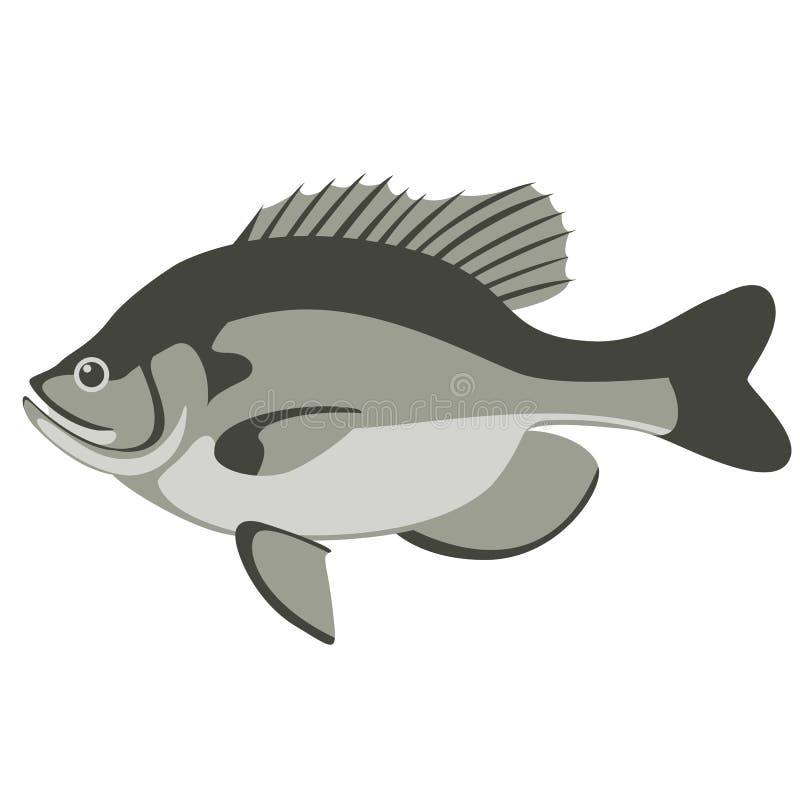 Bluegill Sunfish Stock Illustrations – 132 Bluegill Sunfish Stock ...