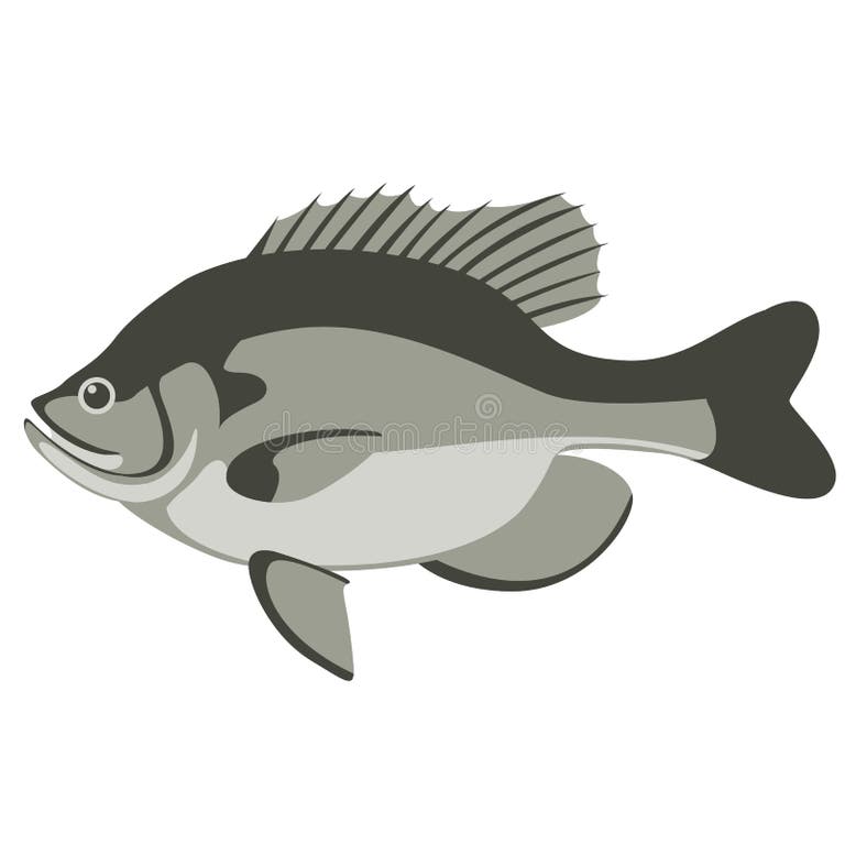 Bluegill Fish Stock Illustrations – 302 Bluegill Fish Stock ...