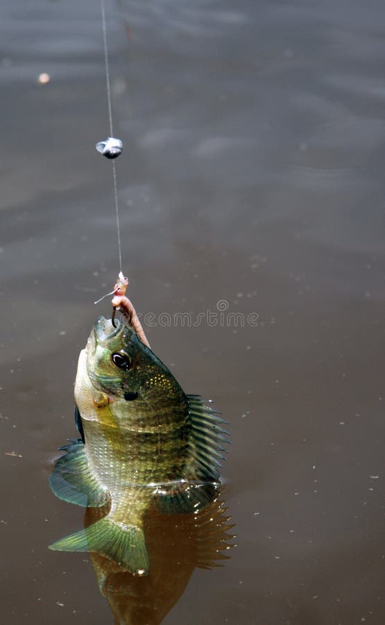 Bluegill fishing stock photo. Image of fishing, caught - 19755046