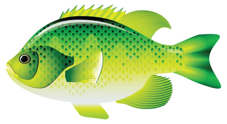 Bluegill Fish Stock Illustrations – 343 Bluegill Fish Stock ...