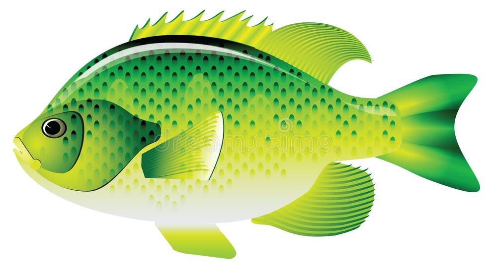 Bluegill Fish Stock Illustrations – 343 Bluegill Fish Stock ...