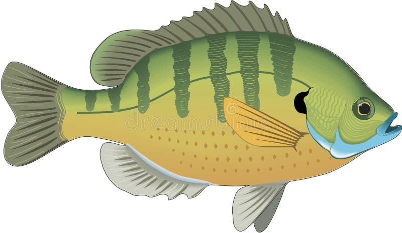 Bluegill Swimming Illustration Stock Vector - Illustration of bluegill ...