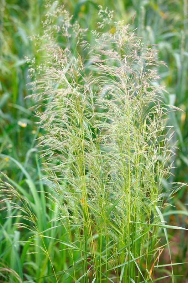 Bluegrass on a field stock photo. Image of plants, bluegrass - 32306702