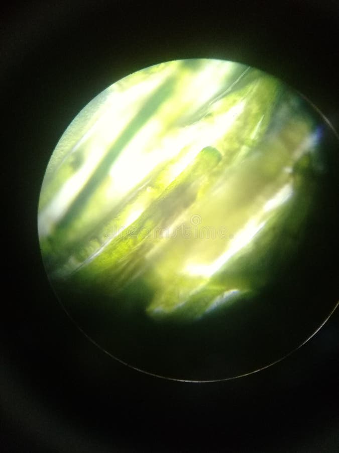 Algae under a microscope. stock image. Image of micro - 113554695