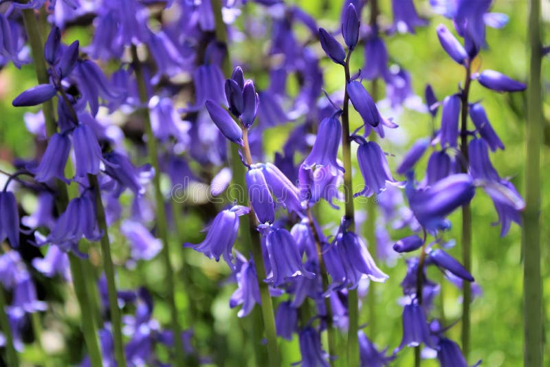 Blueish Bell Flowers Bloom in May Stock Image - Image of color, blueish ...