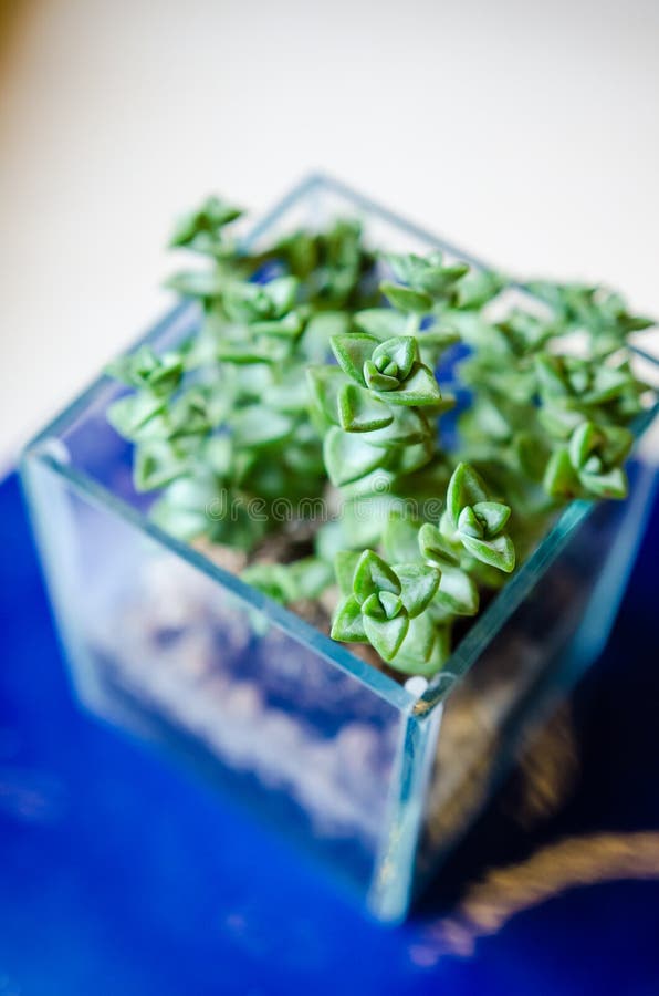 Blueish Decorative Crassula Plant in a Glass Pot Stock Image - Image of ...